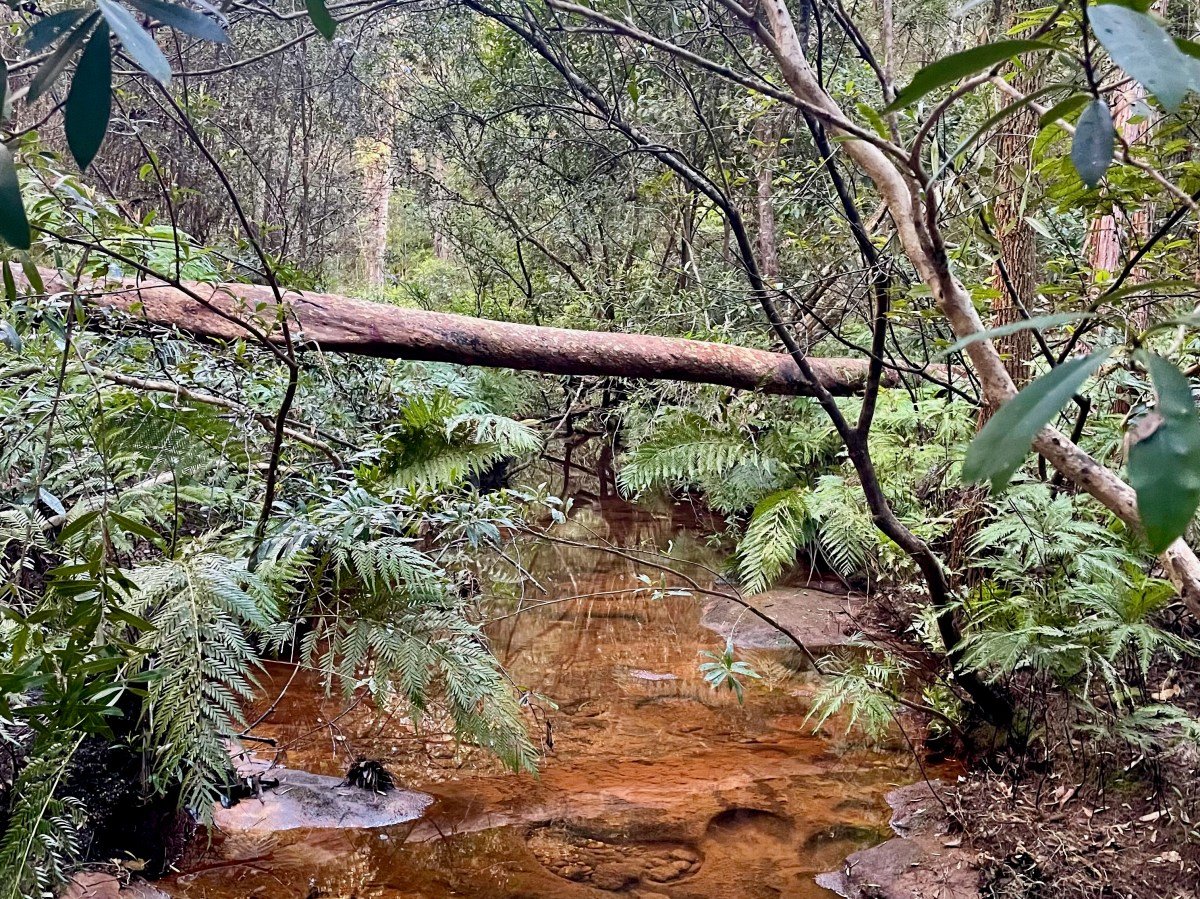 Glenbrook to Euroka circuit – The Big Bush Basher